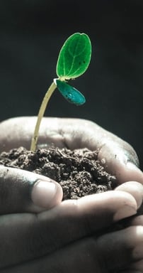 Learn to Trade Options with OptionsANIMAL